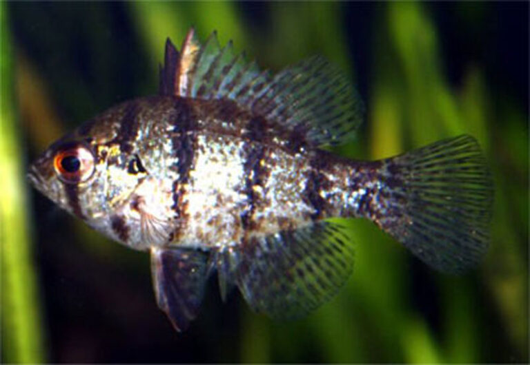 Fish of the Pine Barrens – Protecting the New Jersey Pinelands and Pine ...