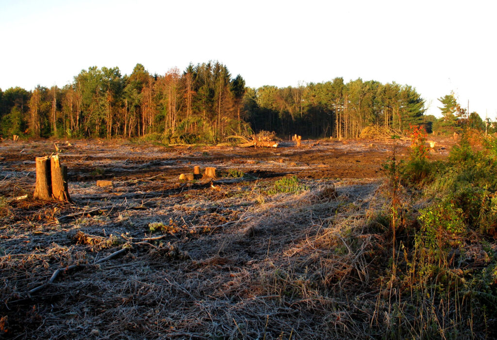 Bulldozed Land - Protecting the New Jersey Pinelands and Pine Barrens ...