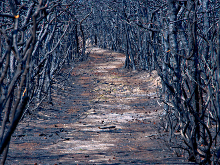 Burned forest road - Protecting the New Jersey Pinelands and Pine ...