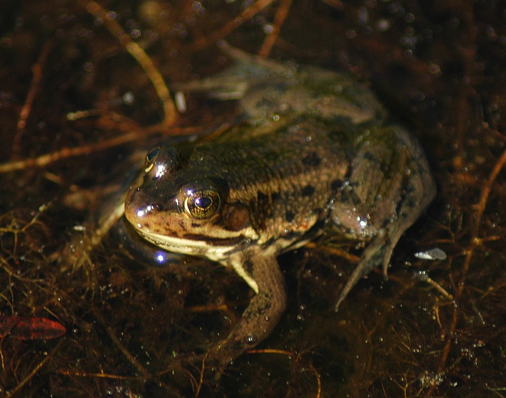 Amphibians of the Pine Barrens – Protecting the New Jersey Pinelands ...