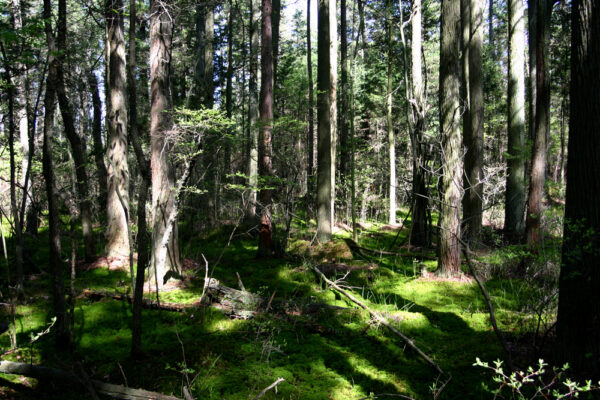 Pine Barrens Habitats - Protecting the New Jersey Pinelands and Pine ...