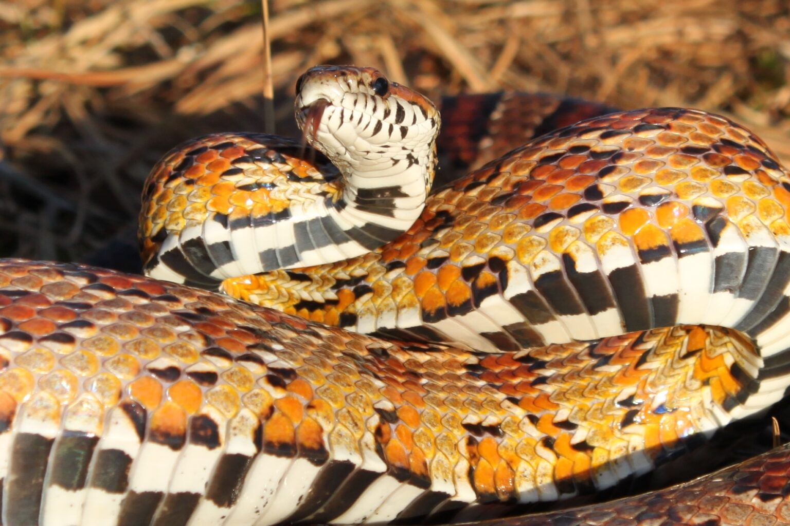 Pine Barrens Reptiles – Protecting the New Jersey Pinelands and Pine ...