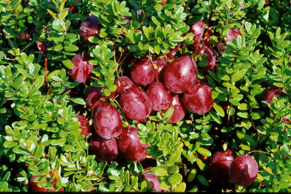 Cranberries in the Pinelands – Protecting the New Jersey Pinelands and ...