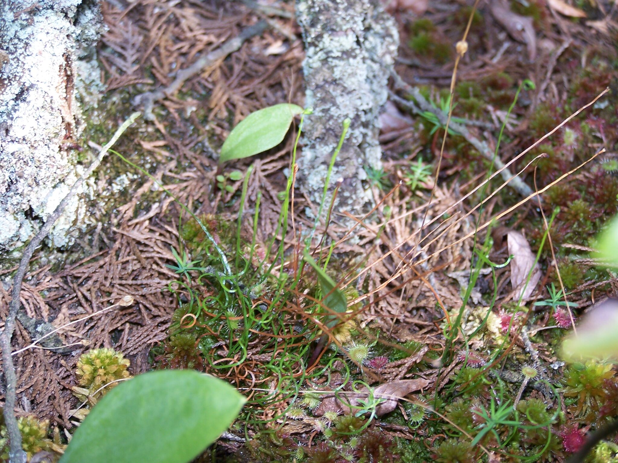 Curley-grass Fern - Protecting the New Jersey Pinelands and Pine ...
