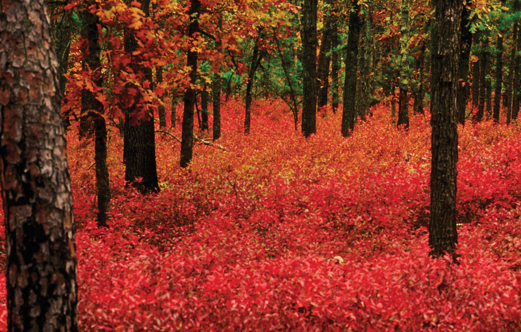 Fall Native Plant Sale – Protecting the New Jersey Pinelands and Pine ...