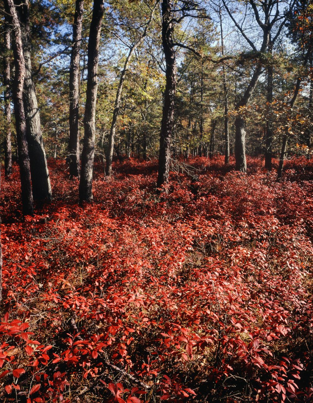Fall Huckleberries - Pinelands Alliance - Protecting the New Jersey ...