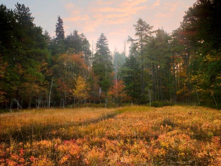 Fall Meadow - Protecting the New Jersey Pinelands and Pine Barrens ...