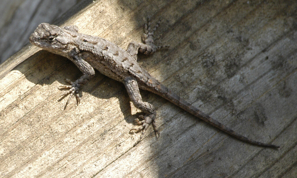 Pine Barrens Reptiles - Pinelands Preservation Alliance