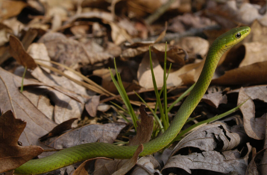 Green Snake - Pinelands Alliance - Protecting the New Jersey Pinelands ...