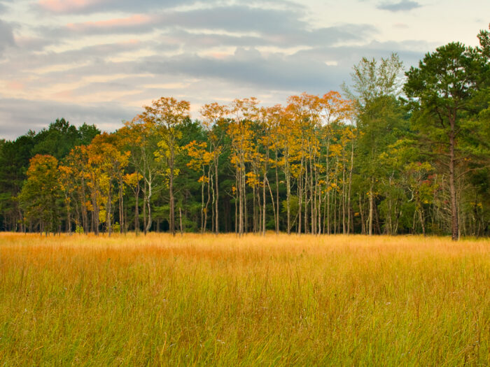 Indian grass - Protecting the New Jersey Pinelands and Pine Barrens ...