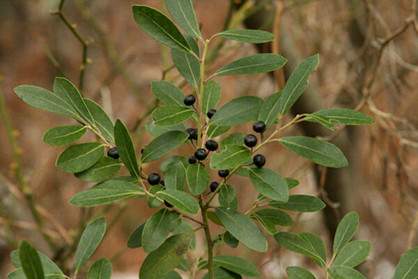 Inkberry - Protecting the New Jersey Pinelands and Pine Barrens ...