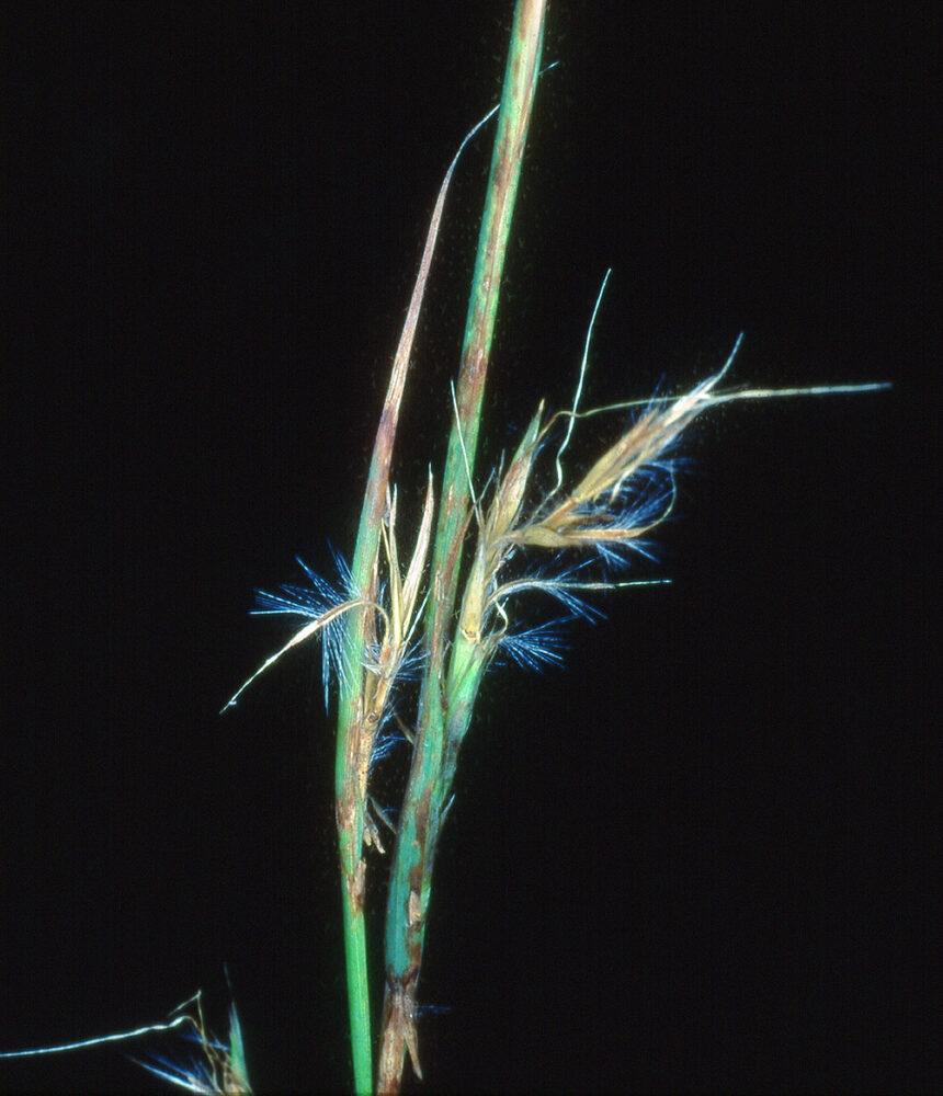 Little Blue Stem Closeup - Protecting the New Jersey Pinelands and Pine ...