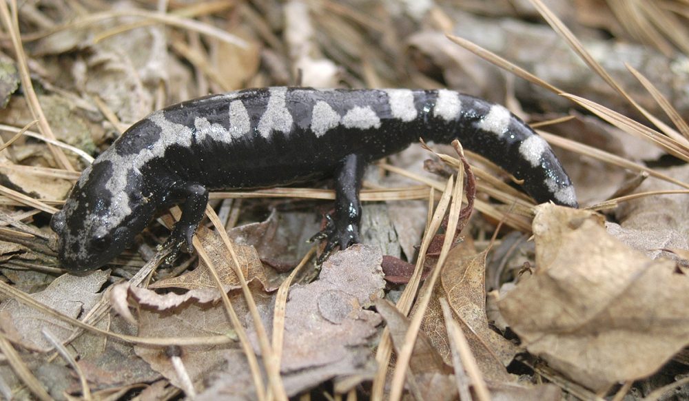 Marbled Salamander - Protecting the New Jersey Pinelands and Pine ...
