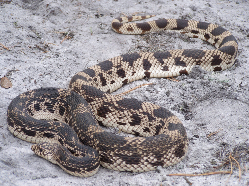 Pine Barrens Reptiles - Pinelands Alliance - Protecting the New Jersey ...