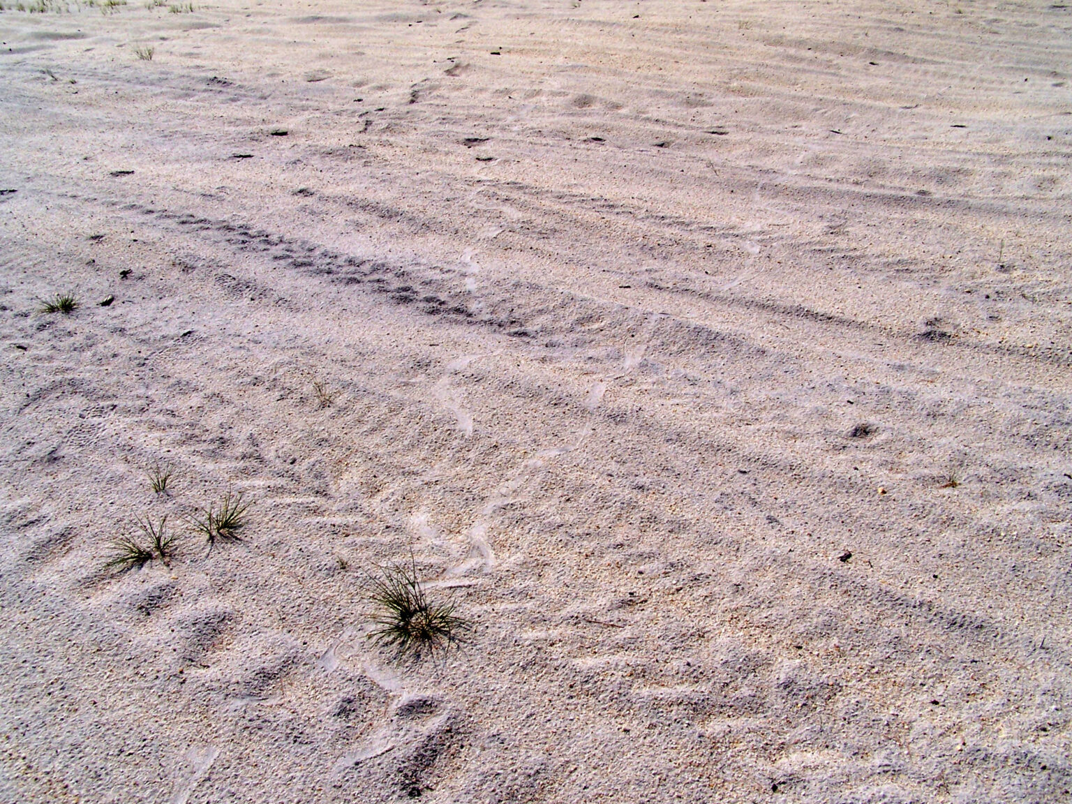 ORV Tracks Crossing Snake Tracks – Protecting the New Jersey Pinelands ...