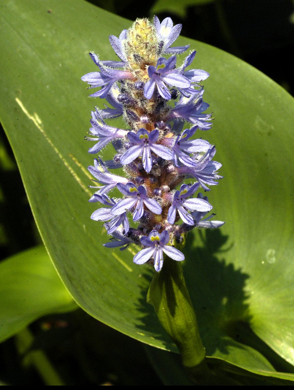 Pickerel Weed - Pinelands Alliance - Protecting the New Jersey ...