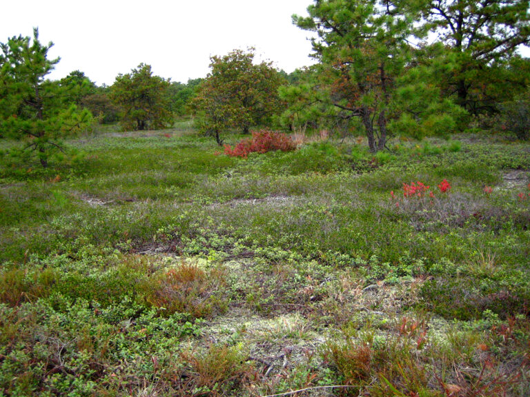 Pine Barrens Habitats - Pinelands Alliance - Protecting the New Jersey ...