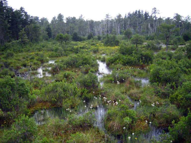 Pine Barrens Wetland – Protecting the New Jersey Pinelands and Pine ...