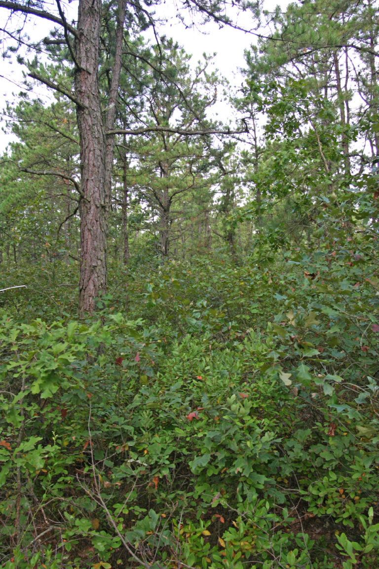 Pine Shrub Oak forest - Protecting the New Jersey Pinelands and Pine ...