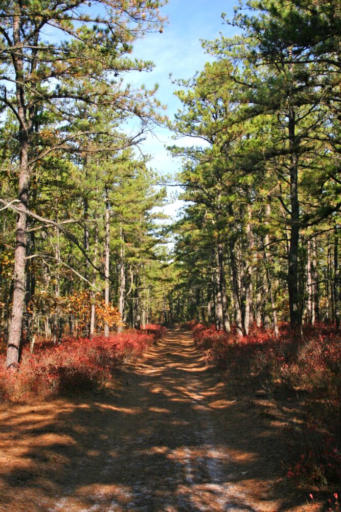 Pinelands Trail - Protecting the New Jersey Pinelands and Pine Barrens ...