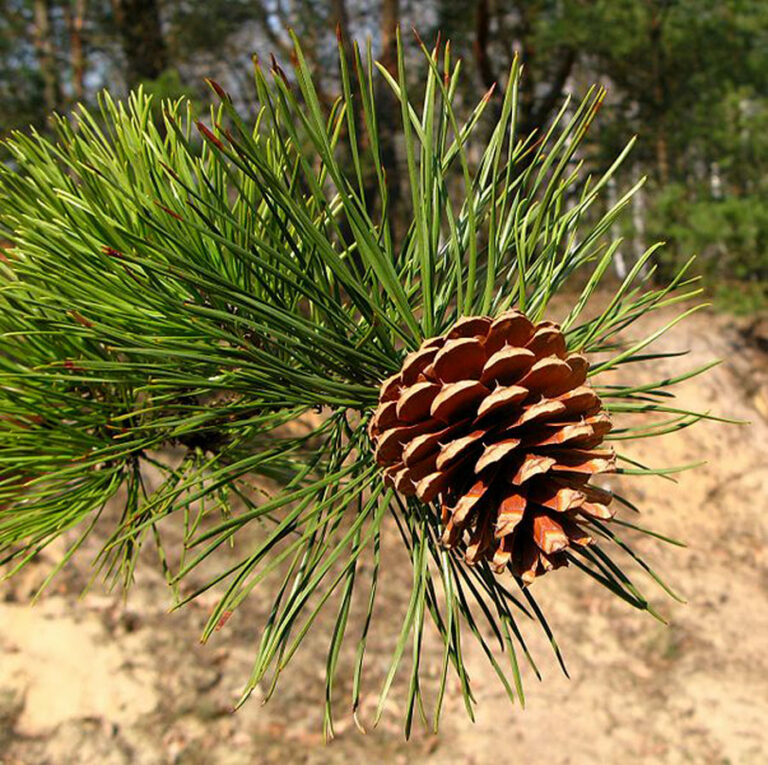Plants of the Pine Barrens Ecosystem – Protecting the New Jersey ...