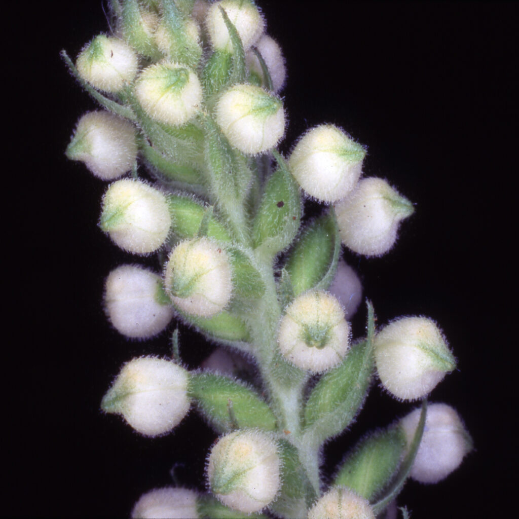 Rattlesnake Orchid – Protecting the New Jersey Pinelands and Pine ...