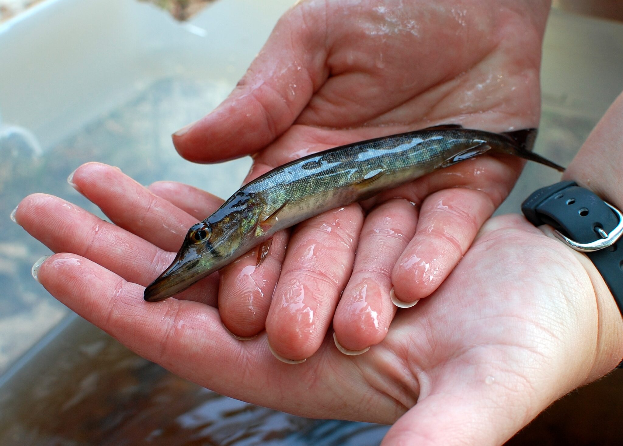 Redfin pickerel - Pinelands Alliance - Protecting the New Jersey ...