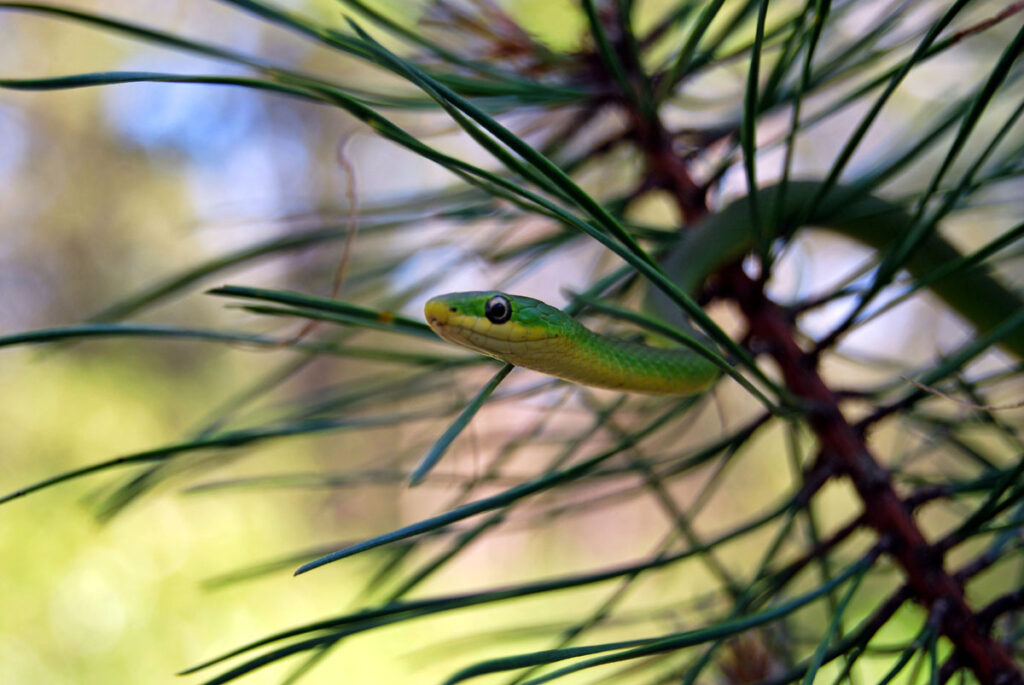 Pine Barrens Reptiles - Pinelands Alliance - Protecting the New Jersey ...