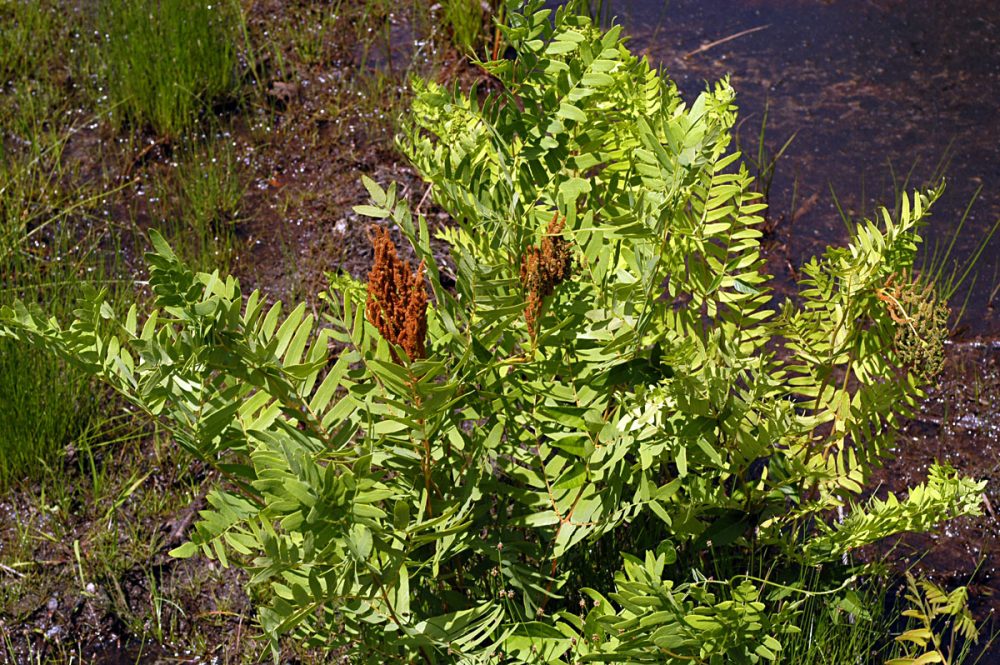 Royal Fern – Protecting the New Jersey Pinelands and Pine Barrens ...