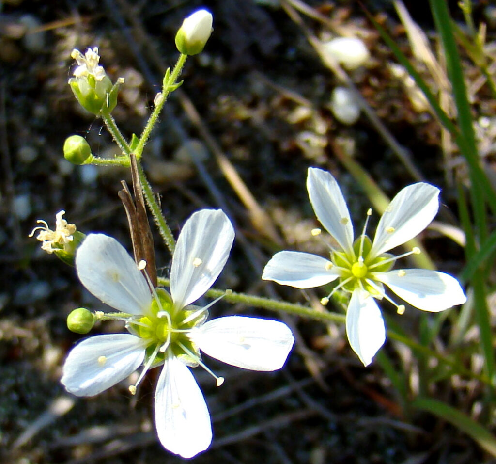 Sandwort - Protecting the New Jersey Pinelands and Pine Barrens ...