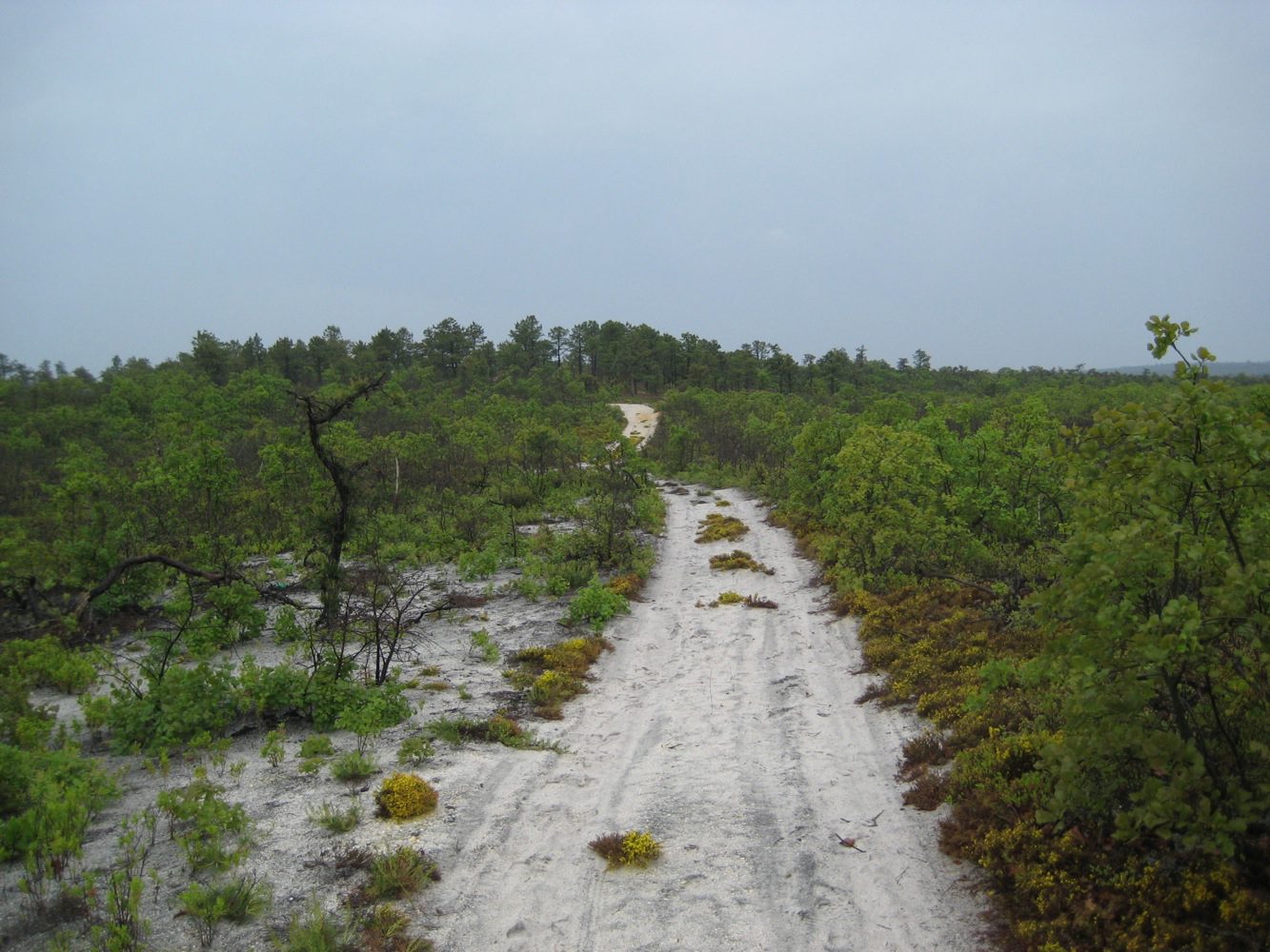 Sandy-Road pygmy pine forest – Protecting the New Jersey Pinelands and ...