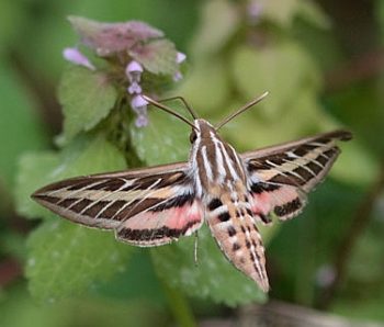 Sphingid Moth thumb - Protecting the New Jersey Pinelands and Pine ...