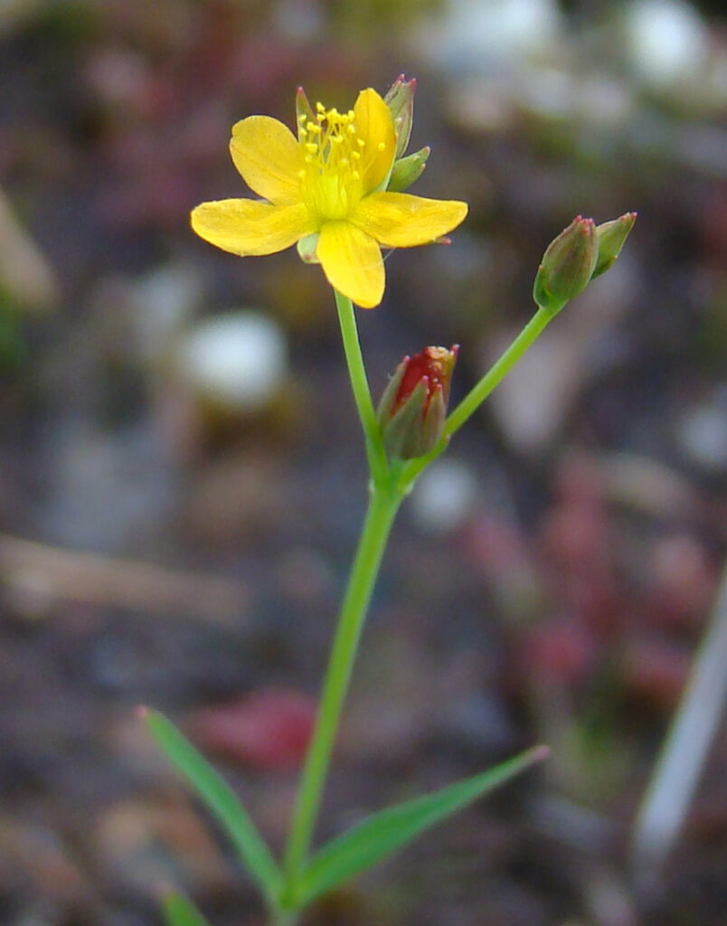 St. Johns Wort flower - Protecting the New Jersey Pinelands and Pine ...