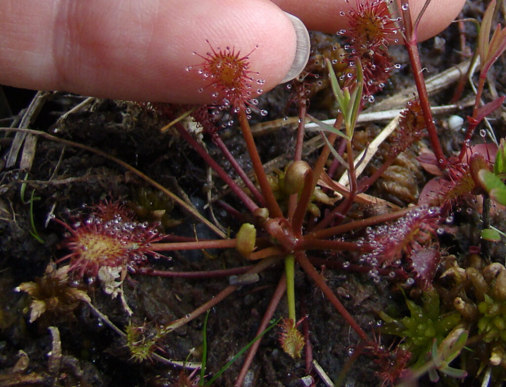 Sundew plant - Protecting the New Jersey Pinelands and Pine Barrens ...