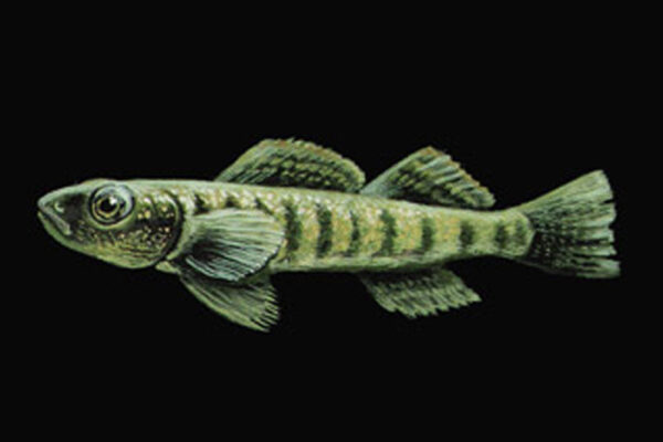 Fish of the Pine Barrens – Protecting the New Jersey Pinelands and Pine ...