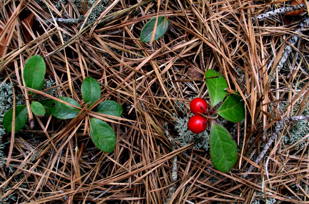 Teaberry plant - Protecting the New Jersey Pinelands and Pine Barrens ...