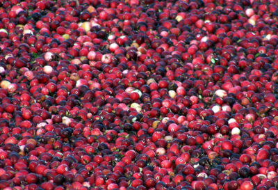 Cranberries in the Pinelands – Protecting the New Jersey Pinelands and ...