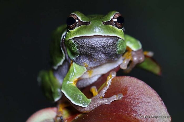 Pine Barrens Reptiles - Pinelands Preservation Alliance