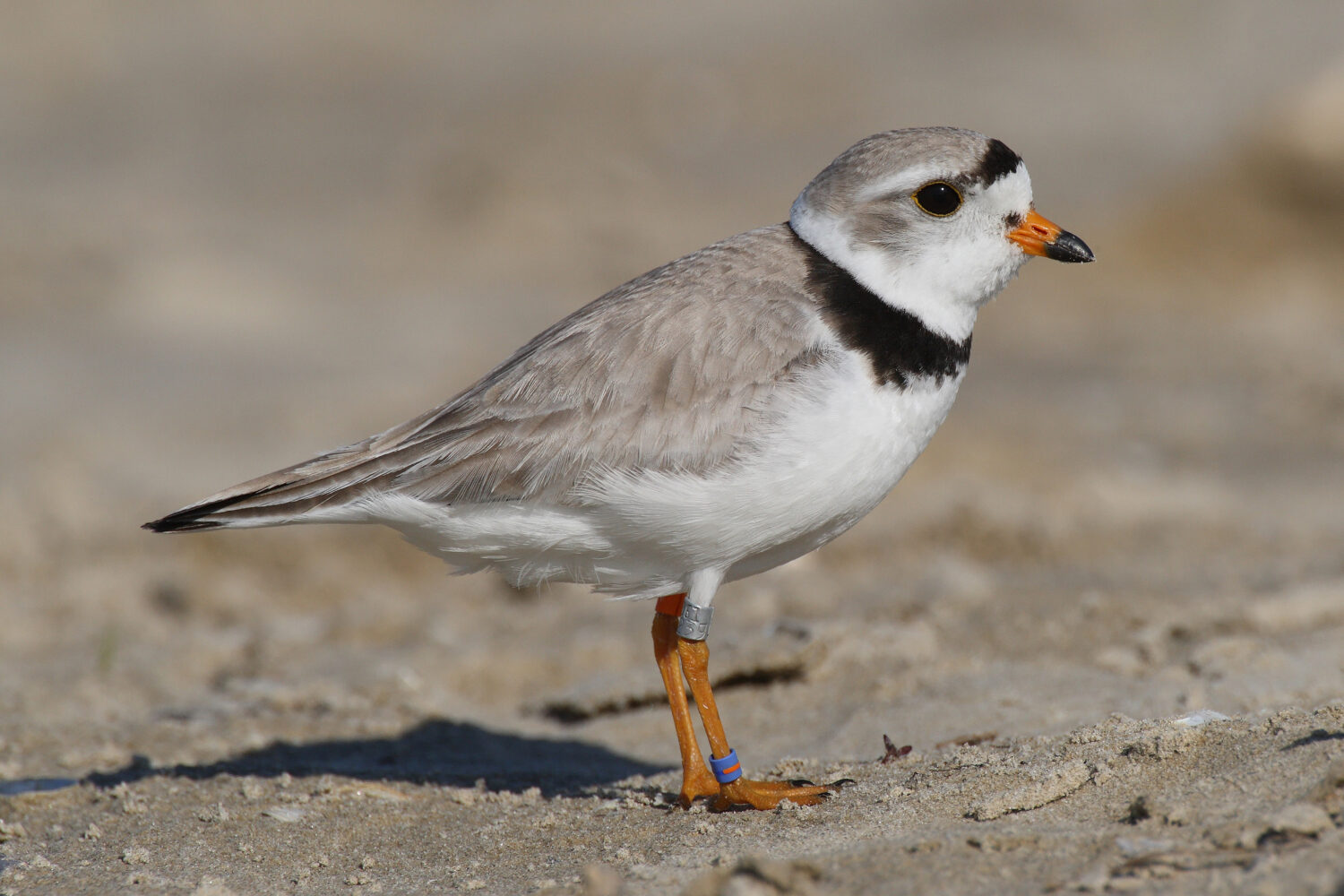 Pipine Plover Charadrius-melodus - Pinelands Alliance - Protecting the ...