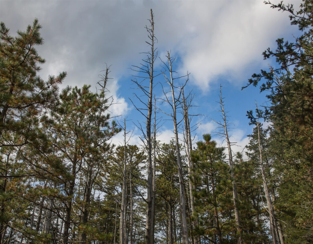 Events - Pinelands Preservation Alliance