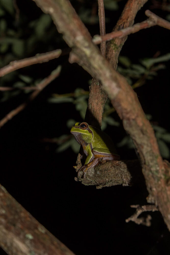 FischerGr-Pine-Barrens-Tree-Frog_1 - Protecting the New Jersey ...