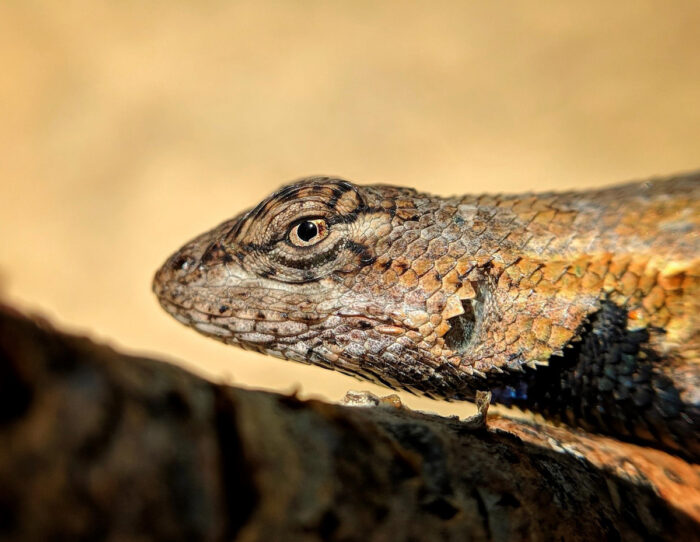 GlassSh-Jurassic-Fence-Lizard_1 – Protecting the New Jersey Pinelands ...