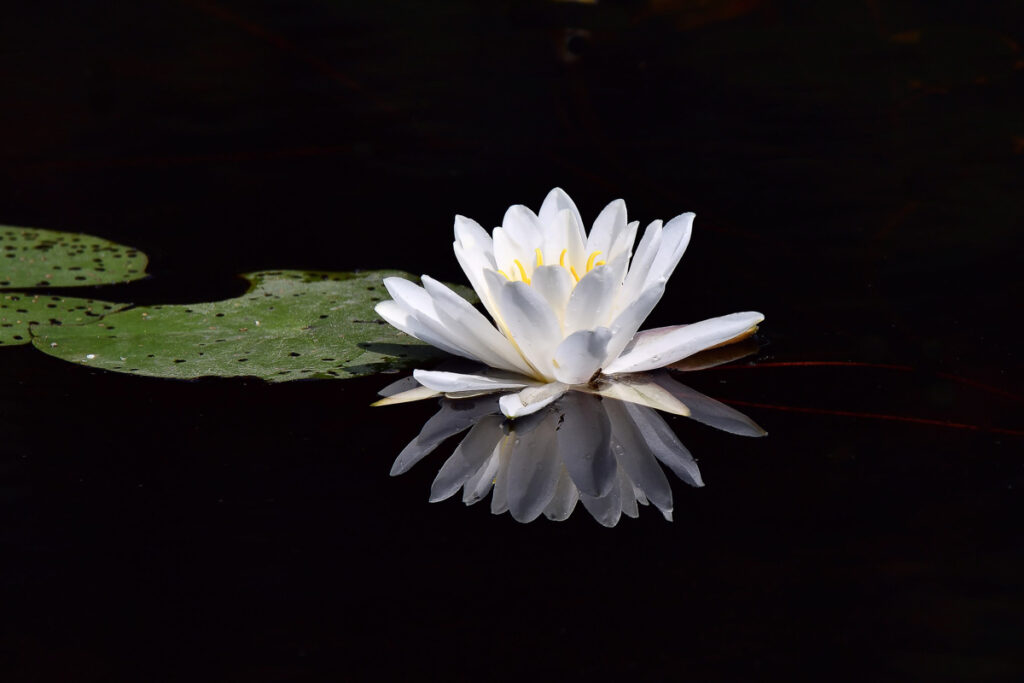 GrassoFr-Lotus-Flower_1 - Protecting the New Jersey Pinelands and Pine ...