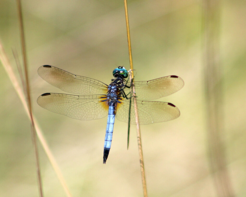 HollinsLi-Delicate-Dragonfly_1 - Pinelands Alliance - Protecting the ...