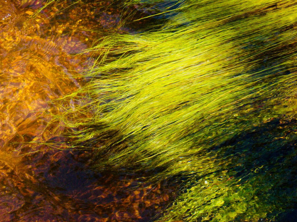 McLennanWi-Cedar-Water_1 - Protecting the New Jersey Pinelands and Pine ...