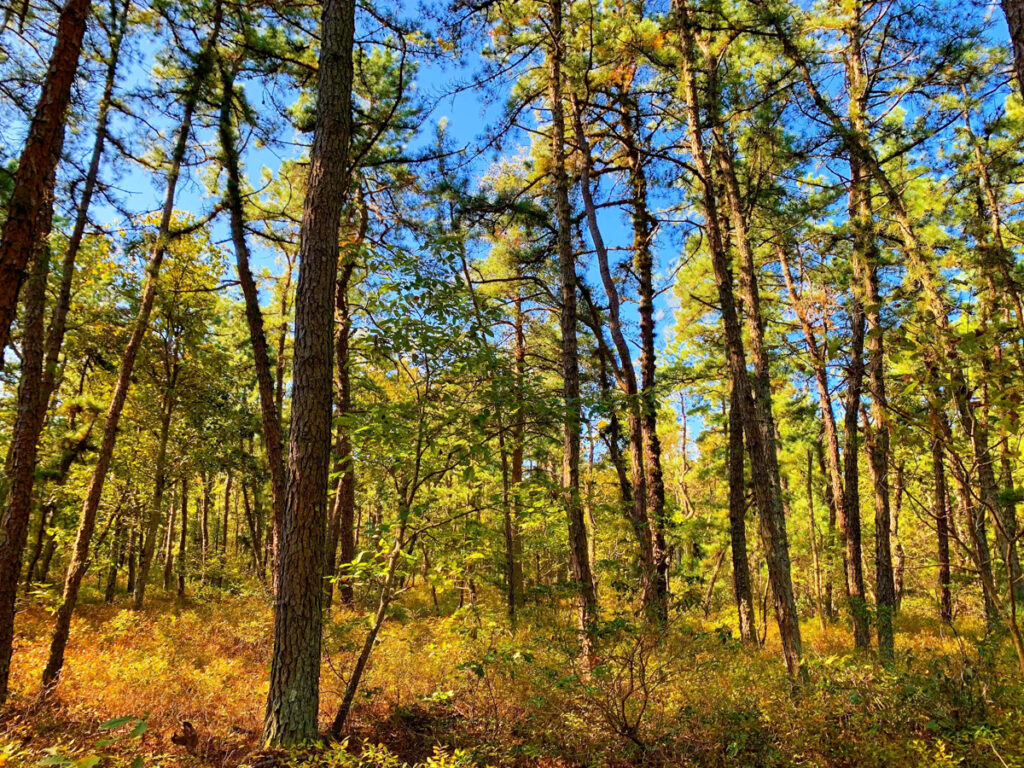 Why do we want a Visitor Map for Wharton State Forest? - Pinelands ...