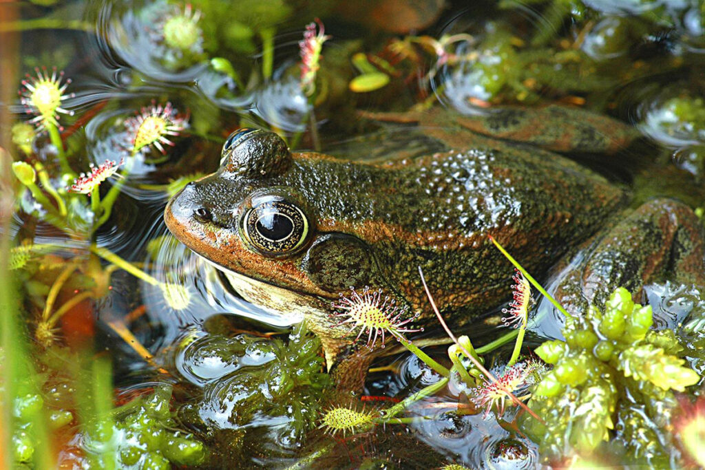 PattersonJo-Carpenter-Frog-and-Spatulaleaved-Sundews-Pakim-Pond_1 ...