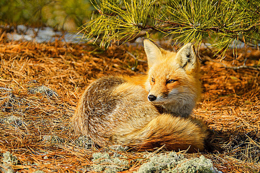 PattersonJo-Red-Fox-Under-Pine-Tree-Island-Beach-State-Park_1 ...