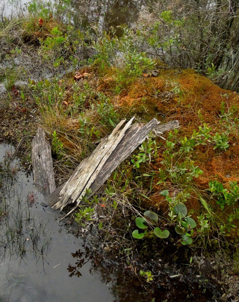 RiellyLu-Webs-Mill-Bog-Spit-logs_1 – Protecting the New Jersey ...