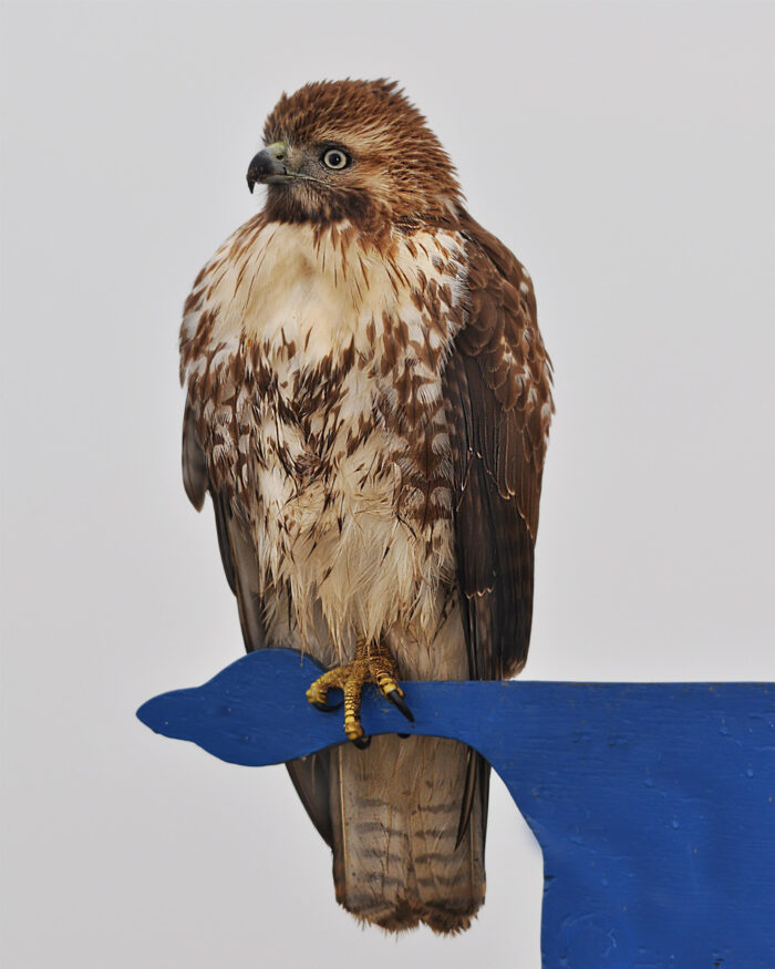 SayreJe-Young-Hawk–Cold-Wet-Hungry-Abandoned_1 - Protecting the New ...